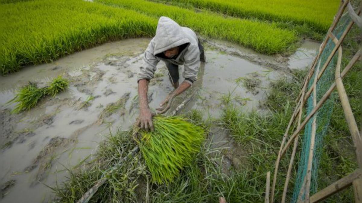 Vantage | How India can help in Asia's big rice crisis – Firstpost