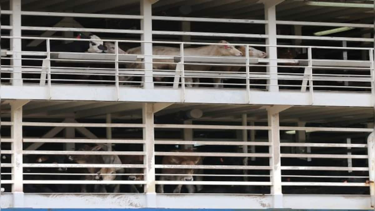 16,000 sheep, cattle stranded at sea amid Red Sea crisis: How live ...