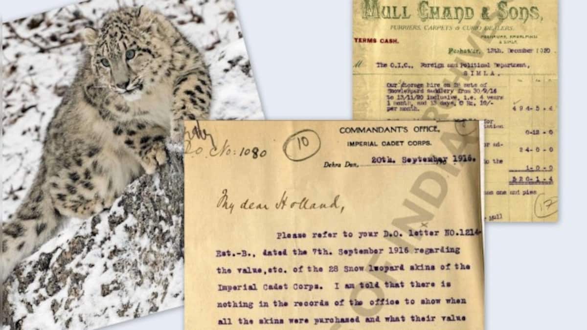Uttarakhand: Unsolved mystery of 28 snow leopard skins from Imperial ...