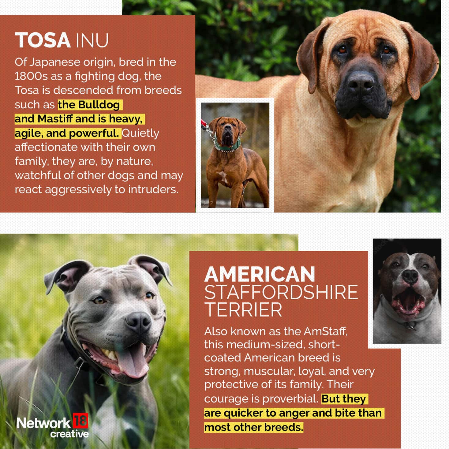 In Graphics | The 23 dog breeds that Centre has asked states to ban in ...