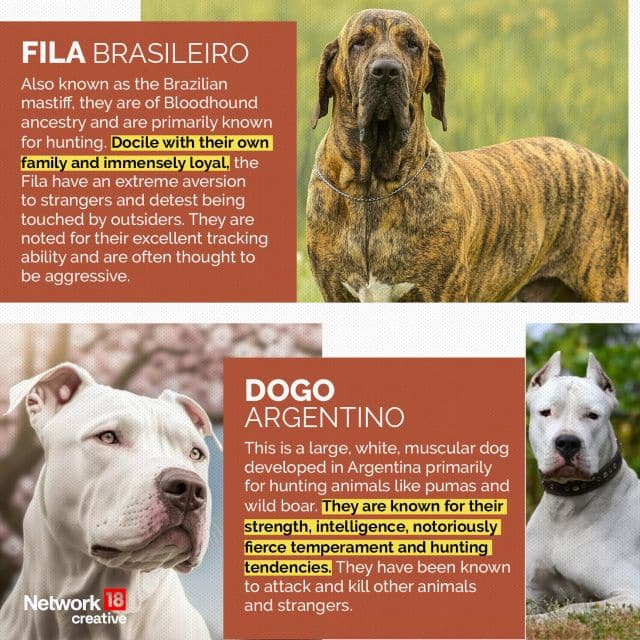 In Graphics | The 23 dog breeds that Centre has asked states to ban in ...