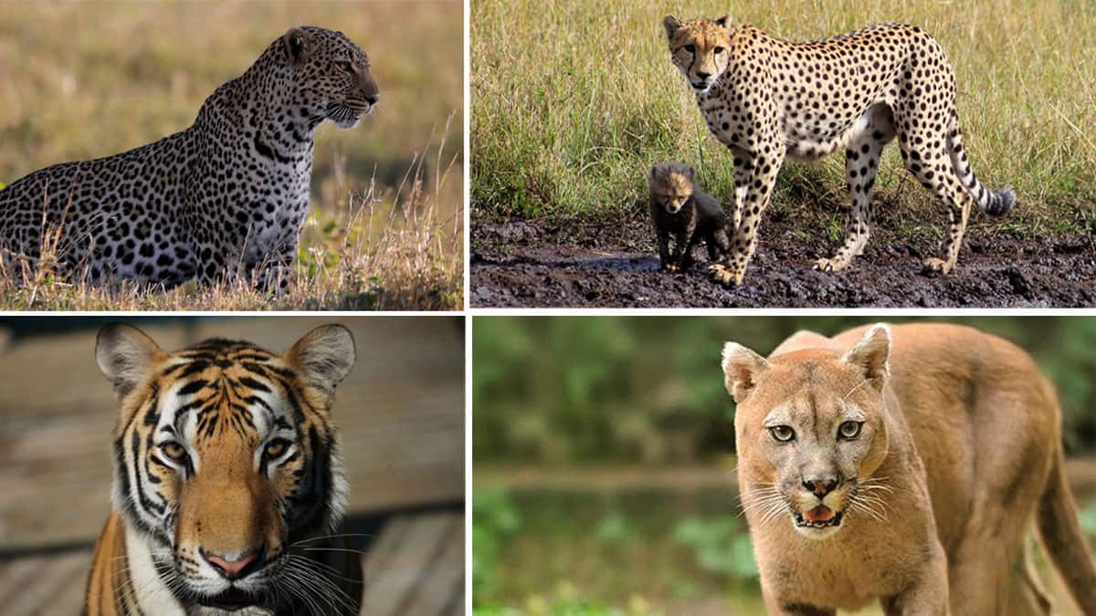 Why India is the best bet for big cats – Firstpost