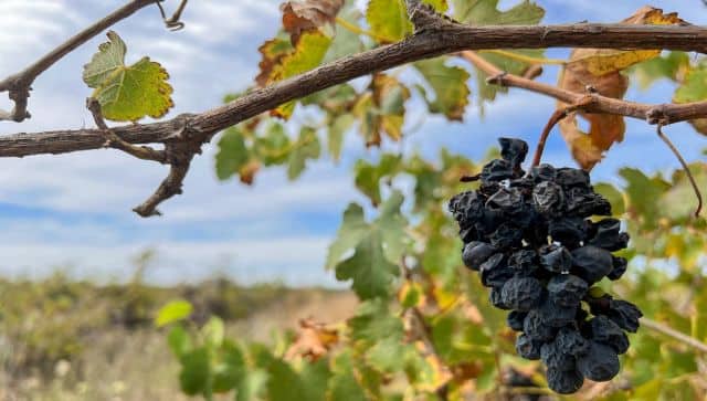 No takers for wine? Why farmers in Australia, France are destroying ...