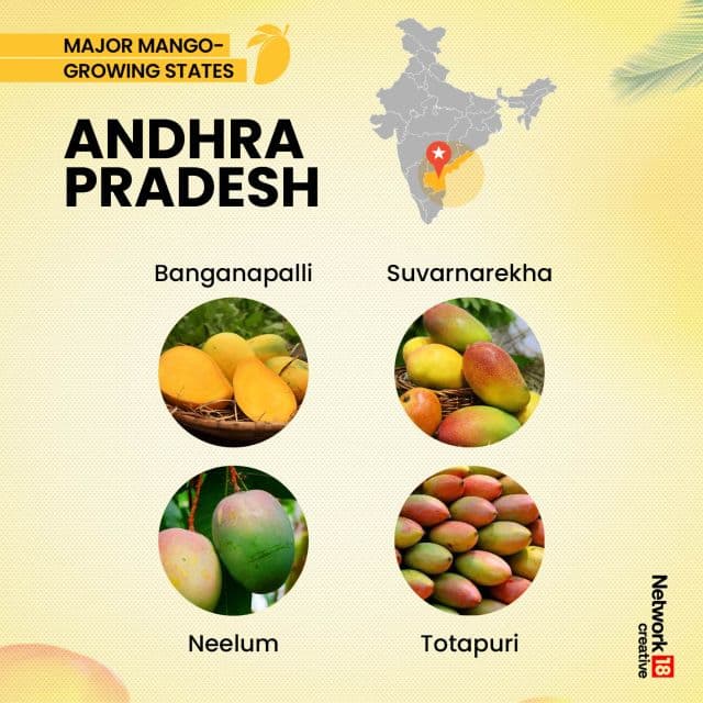In Graphics | The Mango Map of India: From Maharashtra’s Alphonso to ...