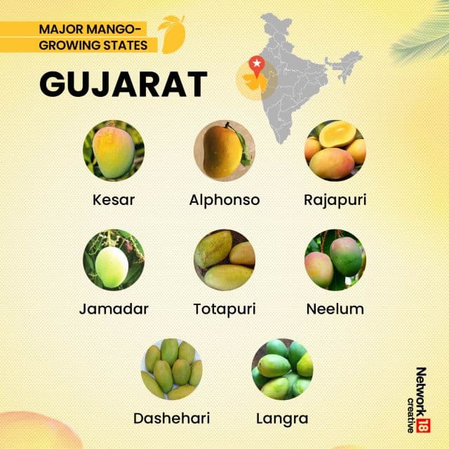 In Graphics | The Mango Map of India: From Maharashtra’s Alphonso to ...