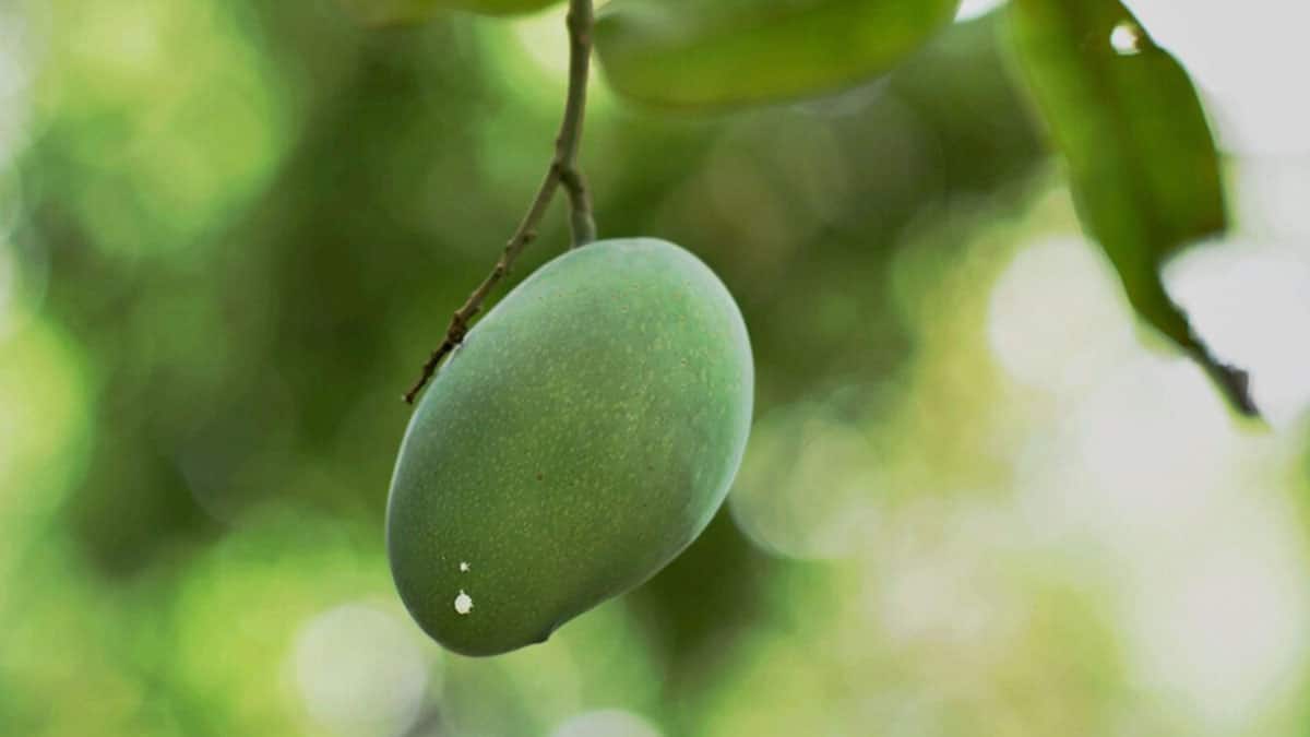 ED, Arvind Kejriwal and the poor mango! – Firstpost