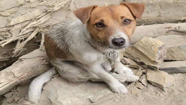 Paw Patrol: Meet Roger and Wilson, the dogs aiding earthquake victims ...