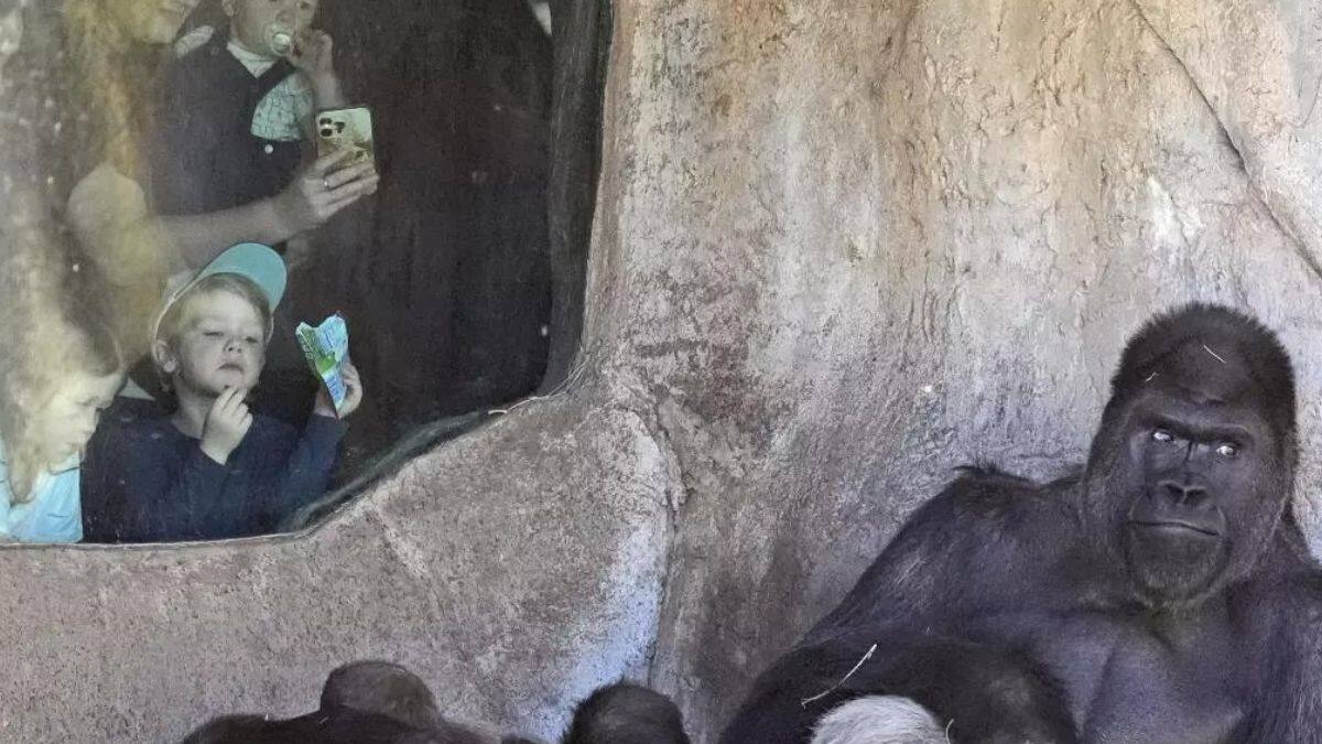 US zoos report unusual behaviour by animals during solar eclipse ...