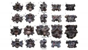 The largest snake to have ever existed may have prowled India. All ...