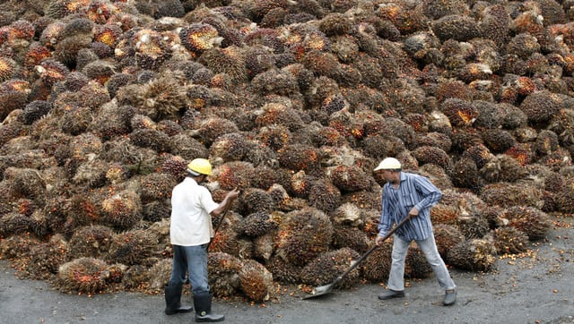 India-Malaysia ties: The crucial role of palm oil explained – Firstpost