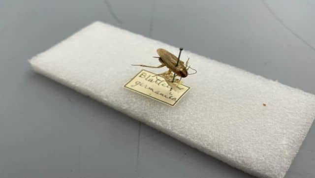 Where do cockroaches come from? How did they take over the world ...