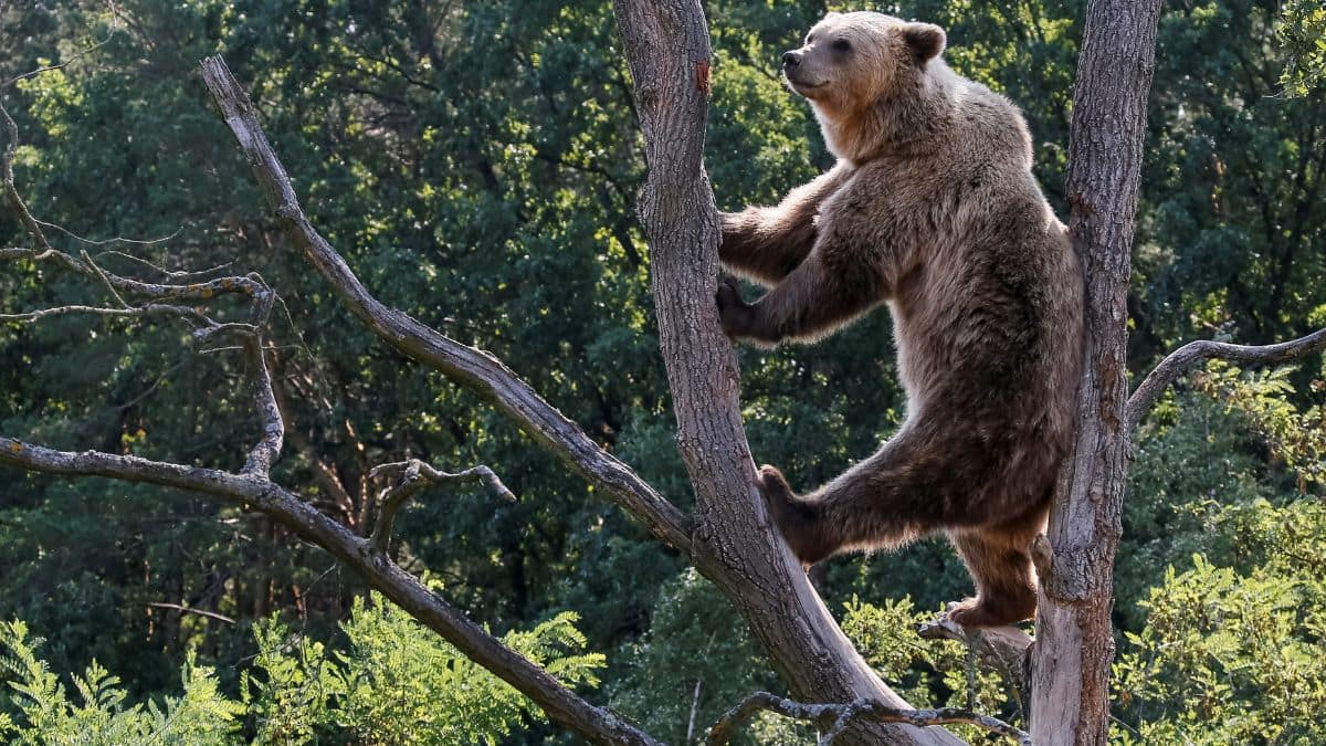 The viral ‘bear vs man’ debate: Why has the question angered so many ...