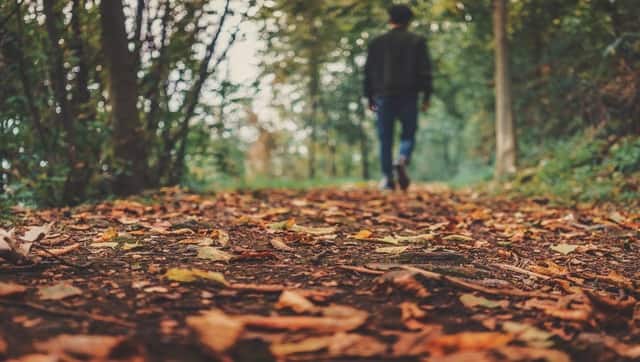 The viral ‘bear vs man’ debate: Why has the question angered so many ...
