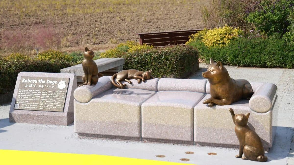 Kabosu, the famed Shiba Inu dies: How a rescue dog became the face of ...