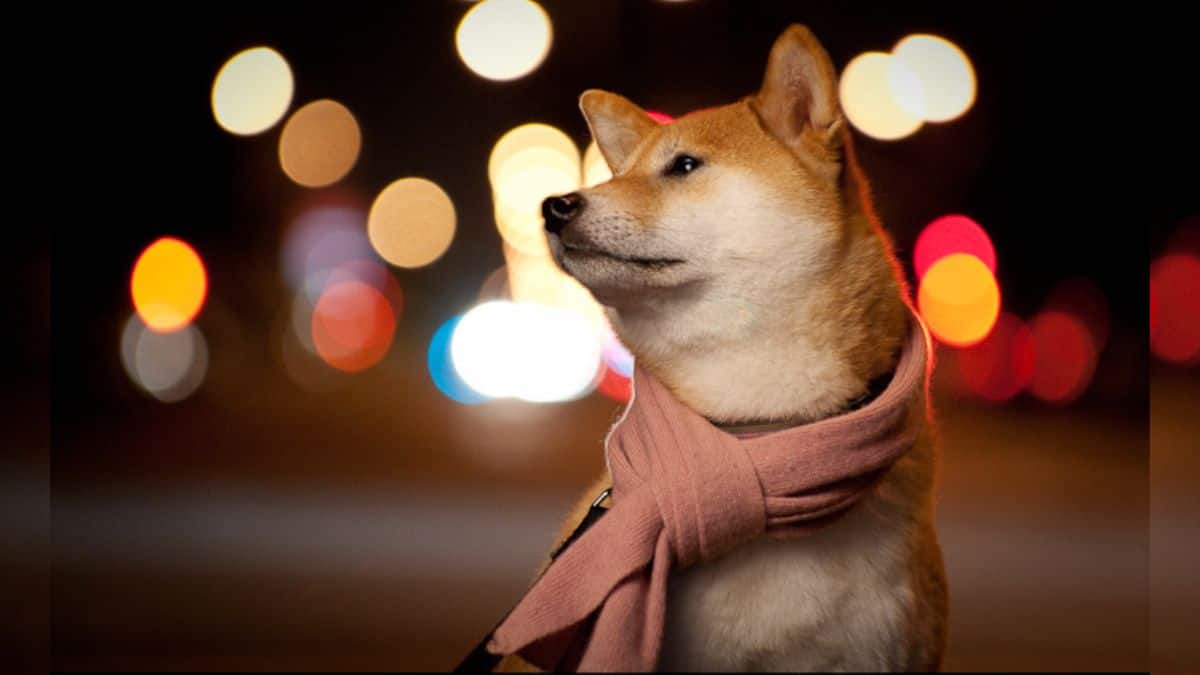 Kabosu, the famed Shiba Inu dies: How a rescue dog became the face of ...