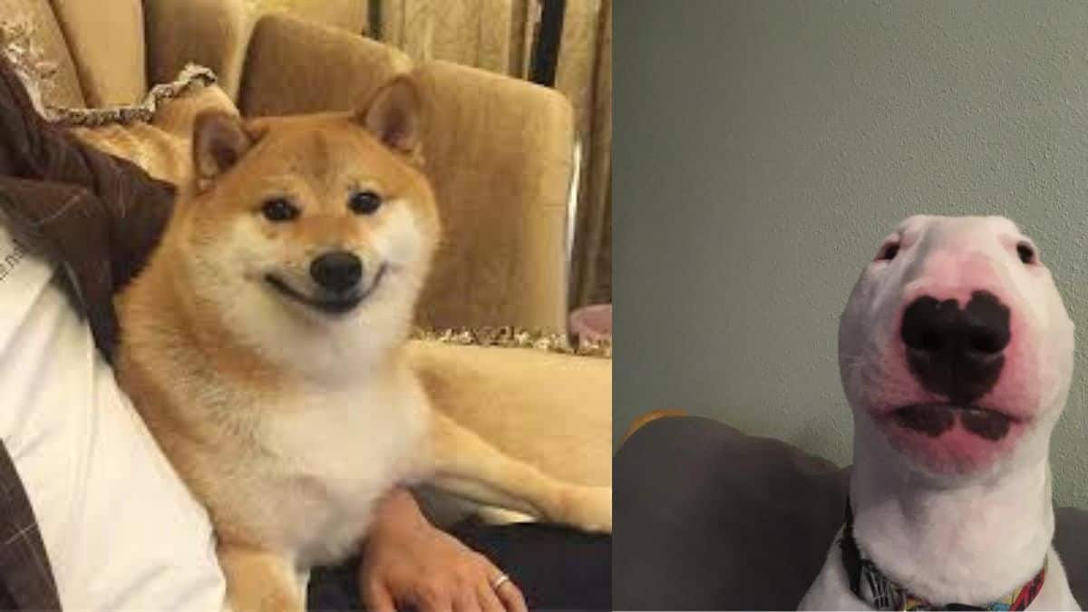 Kabosu, the famed Shiba Inu dies: How a rescue dog became the face of ...