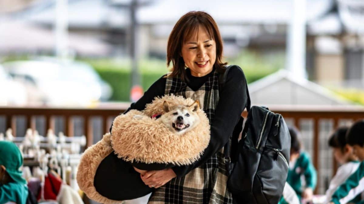 Kabosu, the famed Shiba Inu dies: How a rescue dog became the face of ...