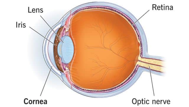 What is trachoma, the eye disease eliminated by India? – Firstpost