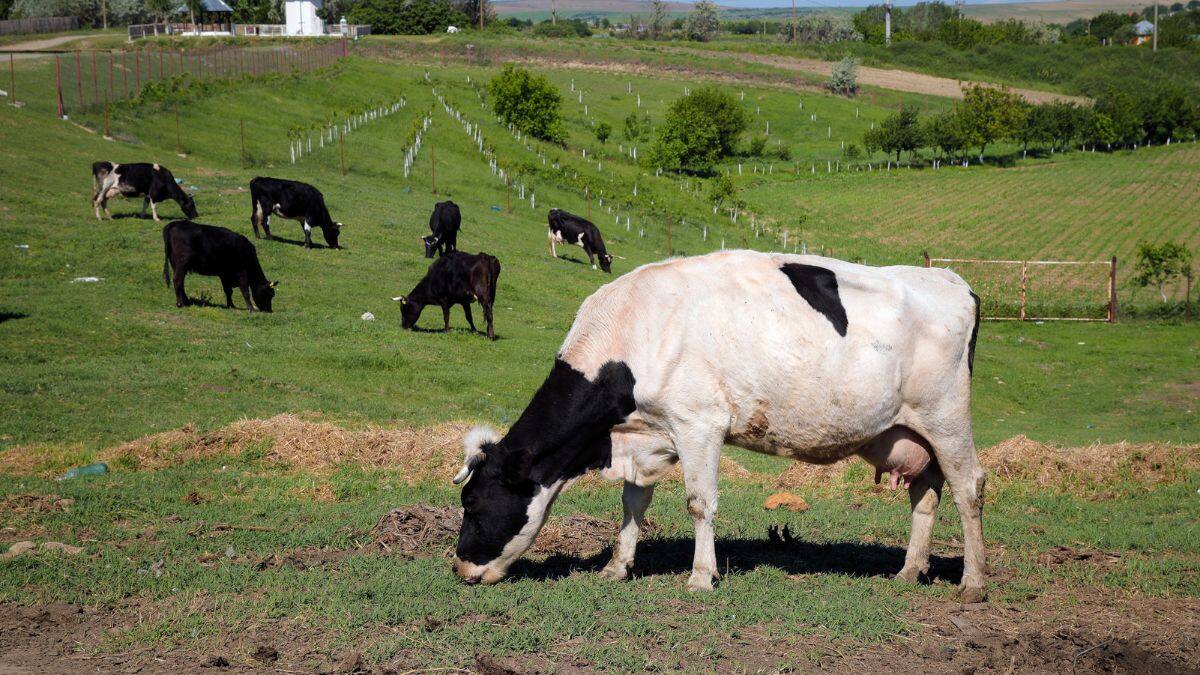 What is Denmark's carbon tax that will levy fines on gassy cows ...