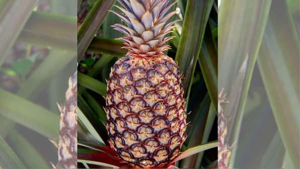 Rs 33,000 for a pineapple: What’s special about the US’ high-end red ...