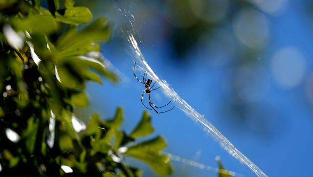 Stranger Things: Are giant, poisonous spiders going to invade New York ...