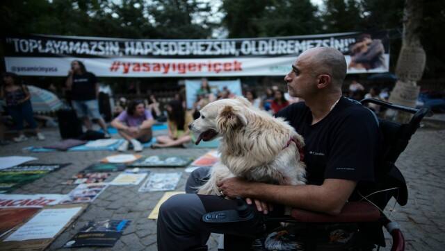'The Massacre Law': Why Turkey wants to cull 4 million stray dogs ...
