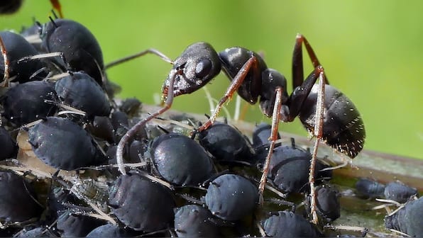 Believe it or not, but ants can perform life-saving operations. What we ...