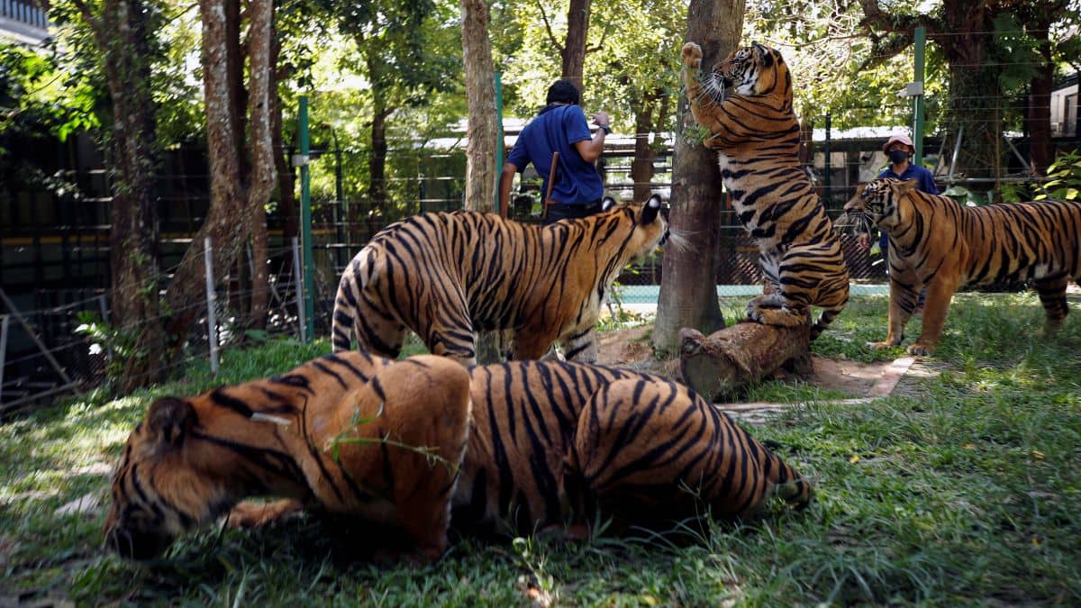 International Tiger Day: What is behind the stunning comeback of ...