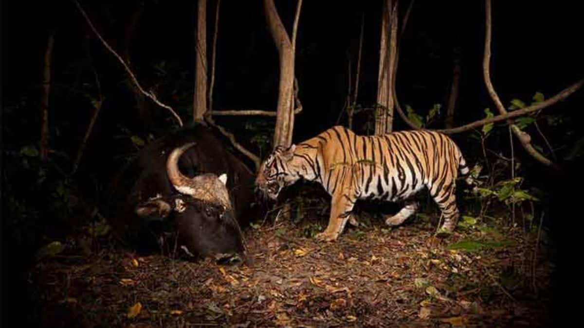 International Tiger Day: What is behind the stunning comeback of ...