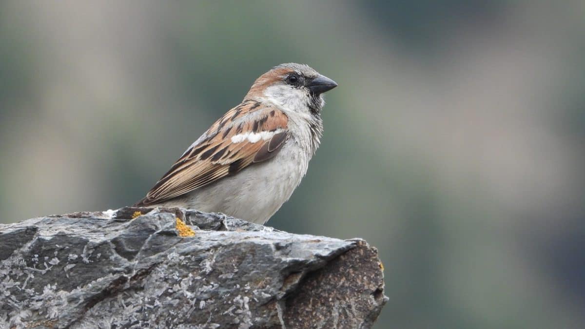 Ongoing study reveals house sparrows in Uttarakhand follow human ...
