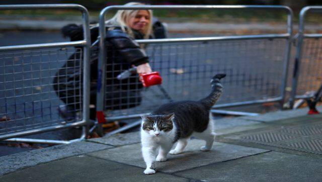 The story of 10 Downing Street’s most famous resident. And it’s not a ...