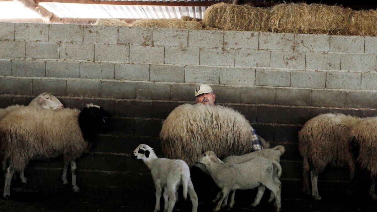 What is ‘goat plague’ that has forced Greece to ban the movement of ...