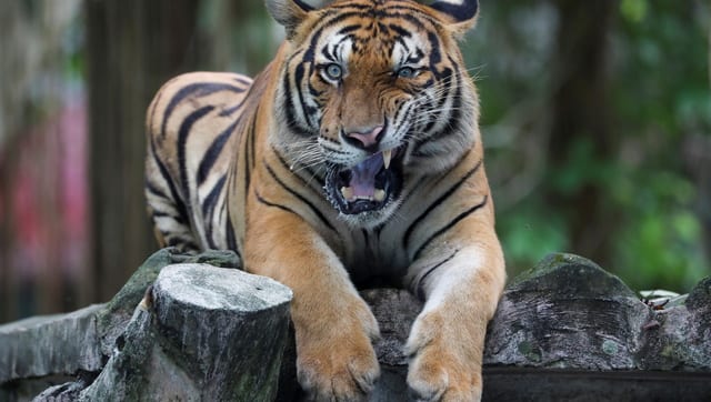 Why is the Malayan Tiger, Malaysia's national symbol, on the verge of ...