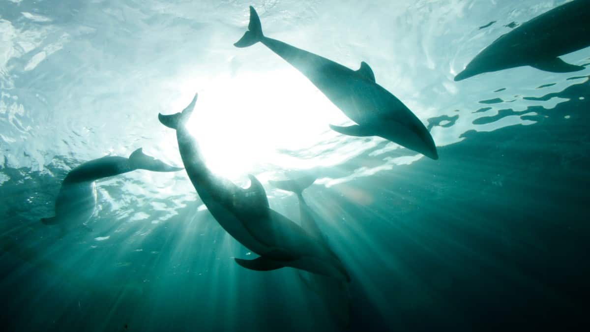 Looking for a mate: How a lonely dolphin is wreaking havoc in Japanese waters – Firstpost