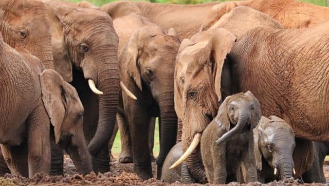 Explained: Why is Namibia planning to cull elephants, zebras, and ...