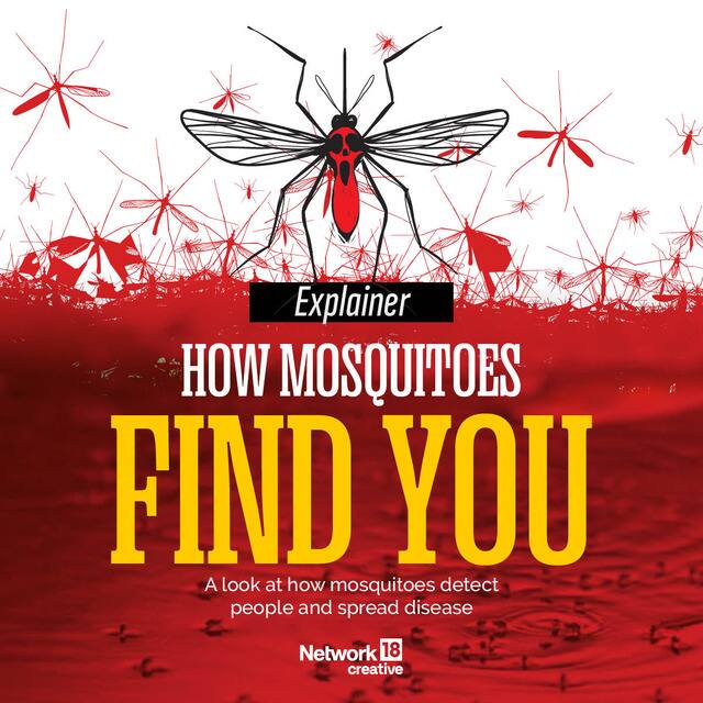 In Graphics | How do mosquitoes detect people, spread diseases? – Firstpost