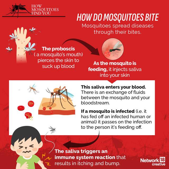 In Graphics | How do mosquitoes detect people, spread diseases? – Firstpost