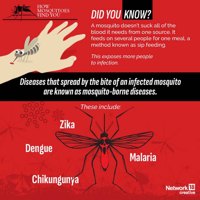 In Graphics | How do mosquitoes detect people, spread diseases? – Firstpost