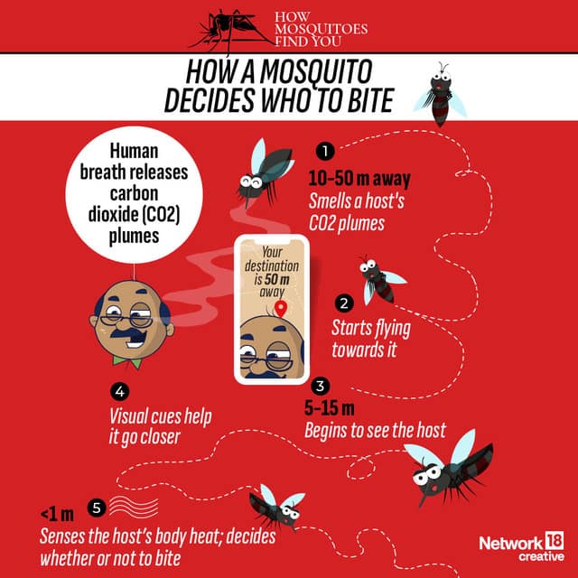 In Graphics | How do mosquitoes detect people, spread diseases? – Firstpost