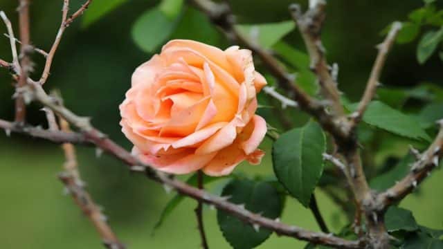 Why do roses have thorns? The science explained – Firstpost