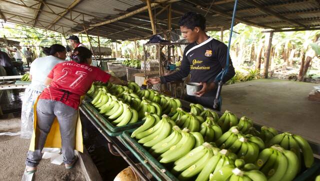No bananas or booze: How big dock workers’ strike will affect US ...
