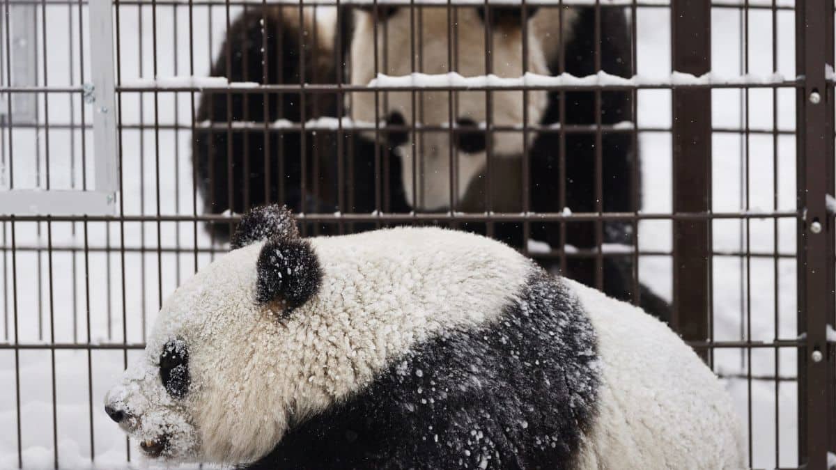 Citing inflation, Finland zoo decides to send giant pandas back to ...