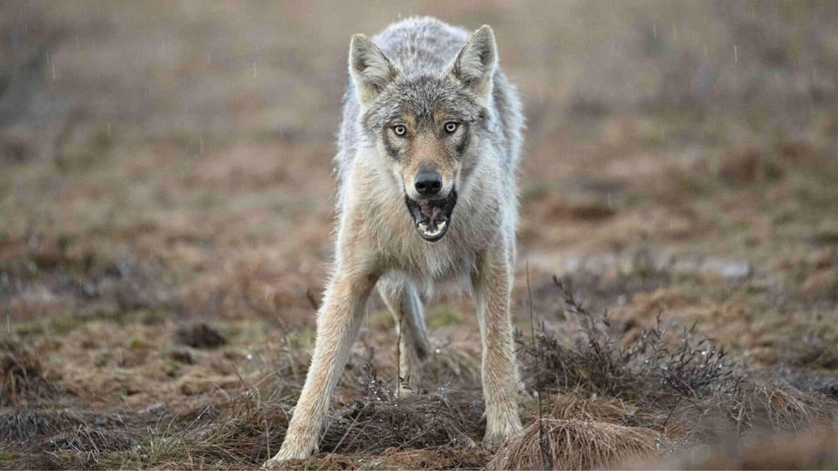7 things about 'endangered' wolves of India – Firstpost