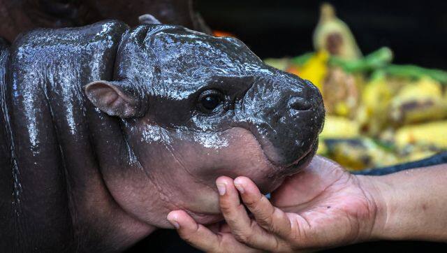 How viral baby hippo Moo Deng’s native home has slowly disappeared ...