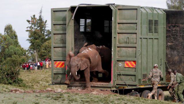 What does it take to relocate 50 African elephants? Fascinating images ...