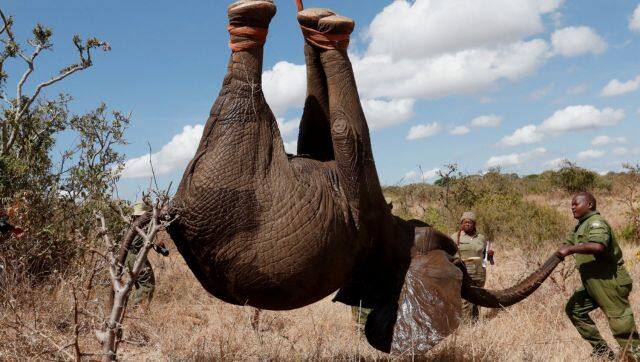 What does it take to relocate 50 African elephants? Fascinating images ...