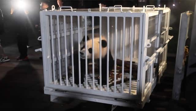 Aboard the Panda Express: How two giant pandas were transported from ...