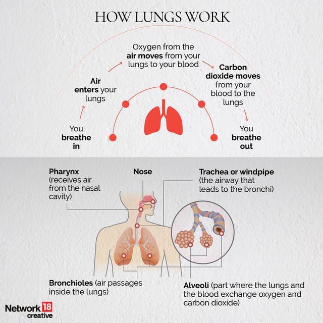 In Graphics | What breathing polluted air does to your body? – Firstpost