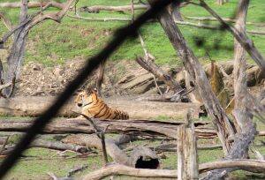 Pench: A tiger safari with a difference – Firstpost