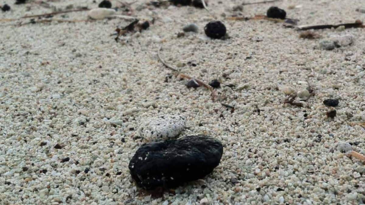 Not tar balls but 'revolting' fatbergs invaded Sydney beaches: What are ...